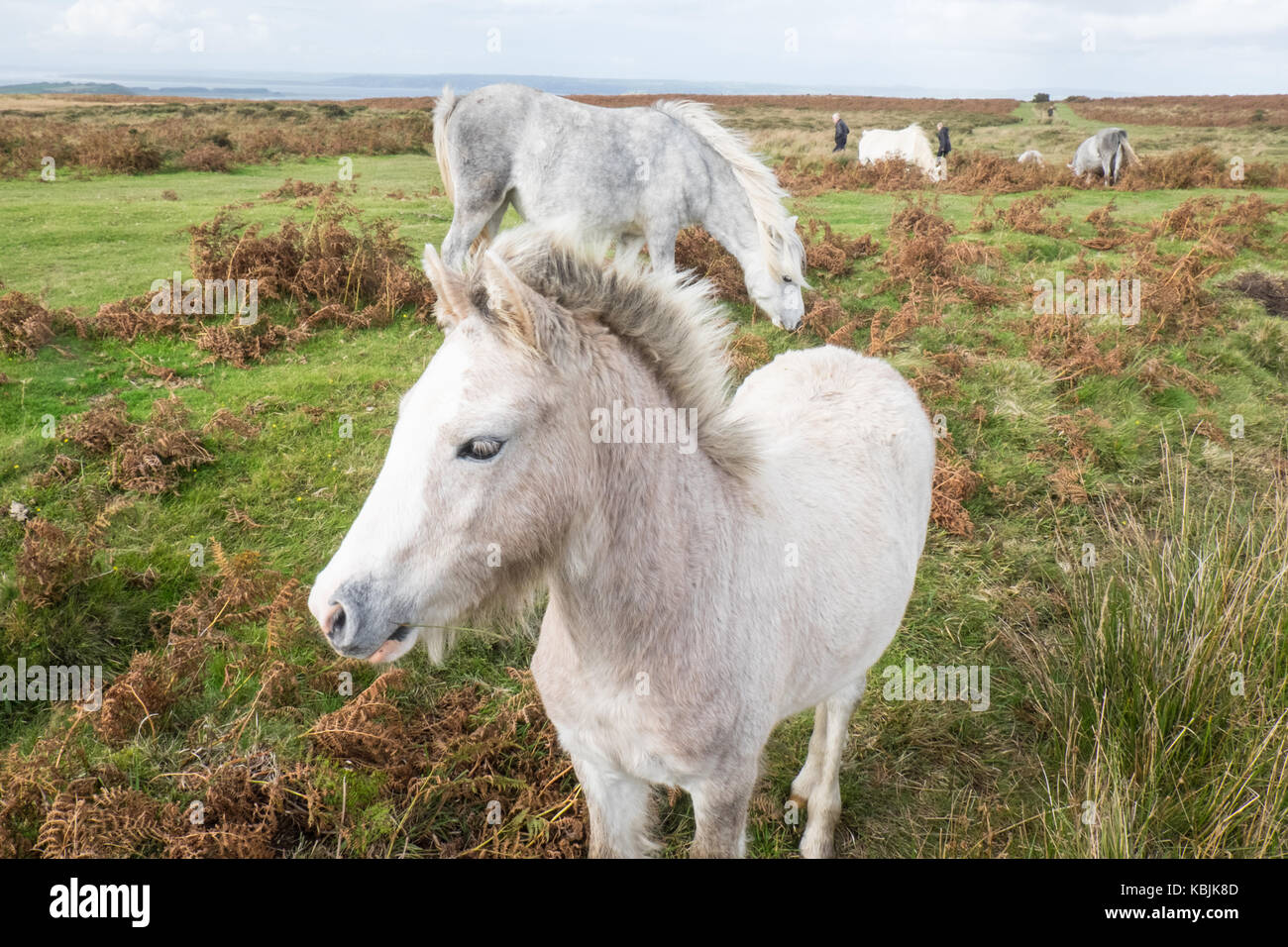 Horses,horse,pony,ponies,near,on,road,near,Arthur's Stone,Gower,Gower ...