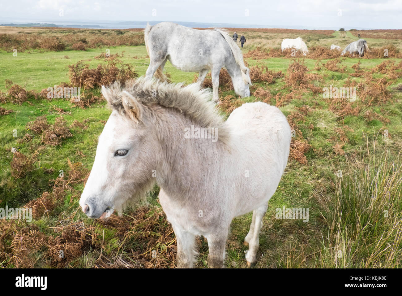 Horses,horse,pony,ponies,near,on,road,near,Arthur's Stone,Gower,Gower ...