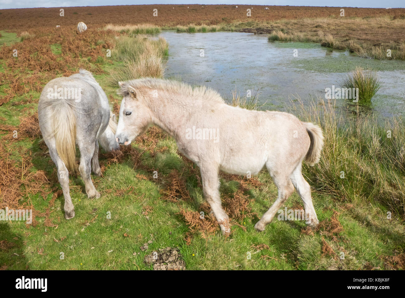Horses,horse,pony,ponies,near,on,road,near,Arthur's Stone,Gower,Gower ...