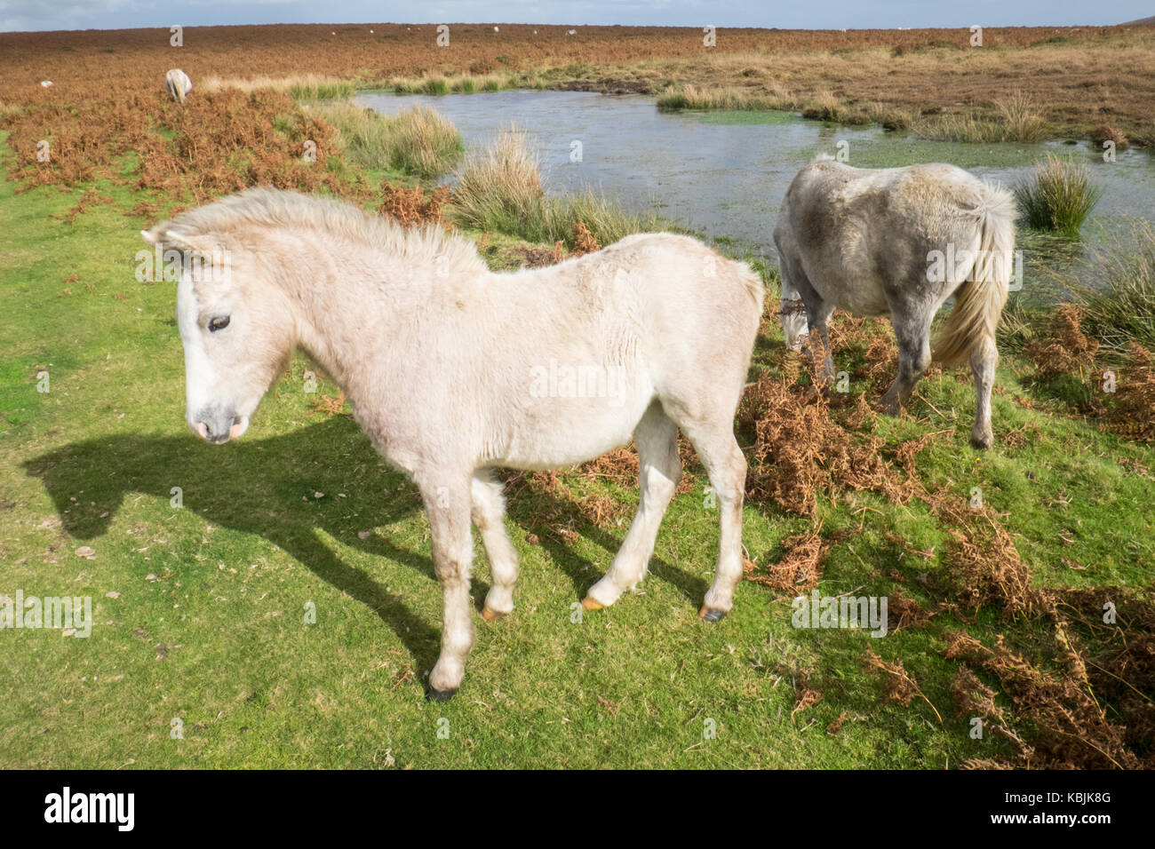 Horses,horse,pony,ponies,near,on,road,near,Arthur's Stone,Gower,Gower ...