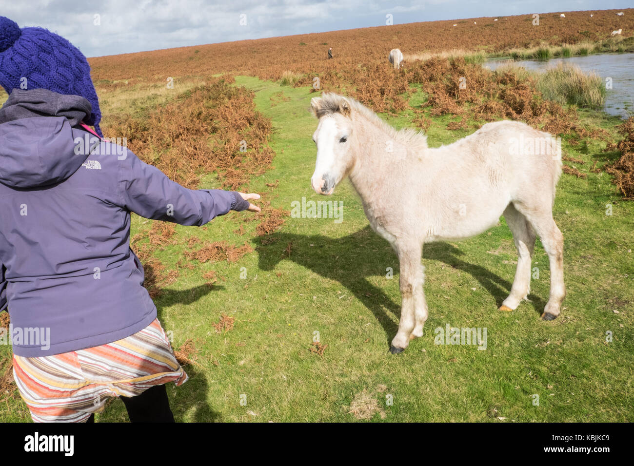 woman,patting,stroking,Horses,horse,pony,ponies,near,on,road,near ...