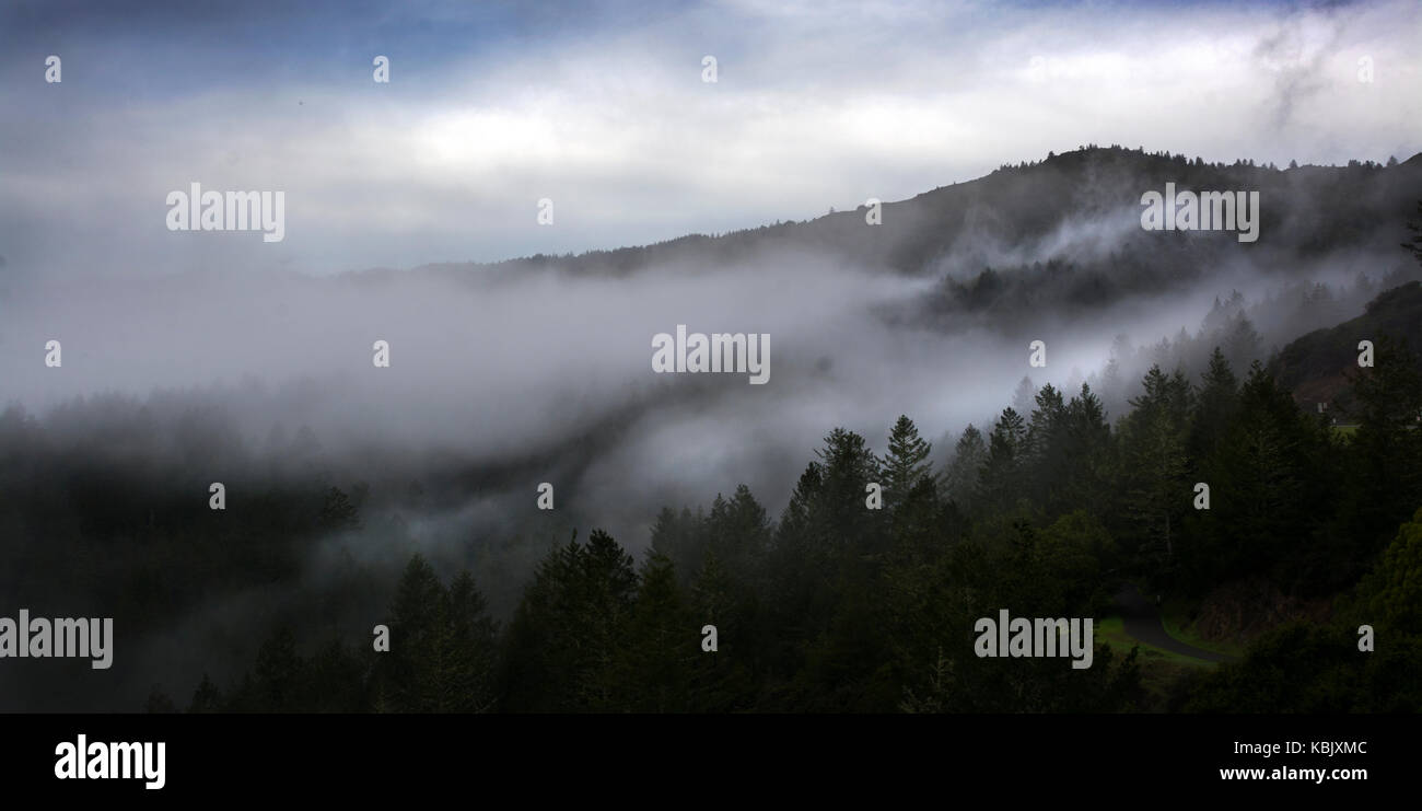 Mount Tamalpais State Park Stock Photo - Alamy