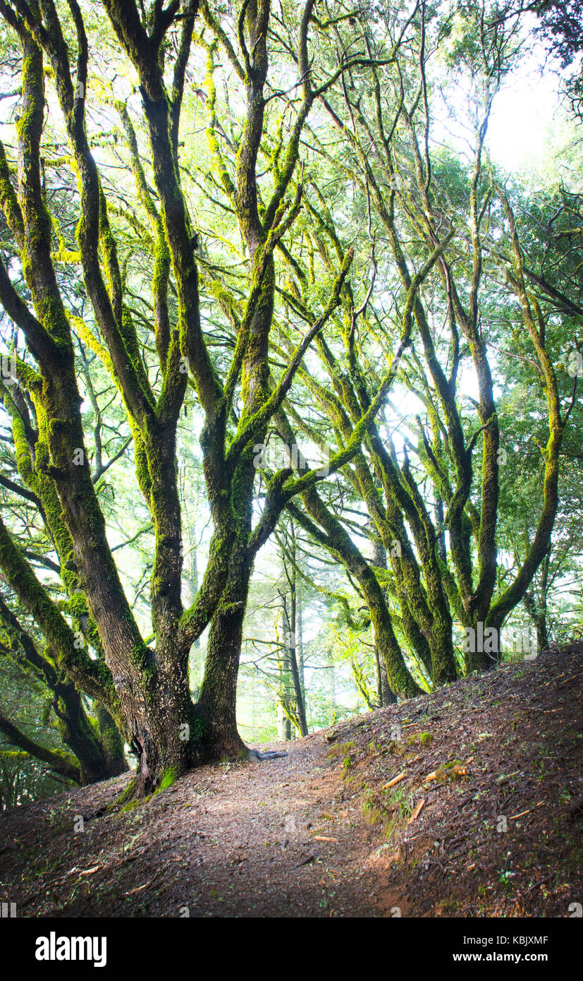 Mount Tamalpais State Park Stock Photo - Alamy