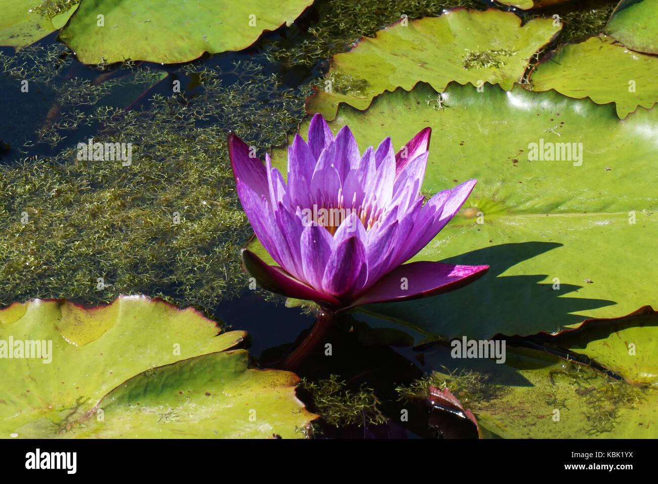 Water Lily in a pond Stock Photo - Alamy