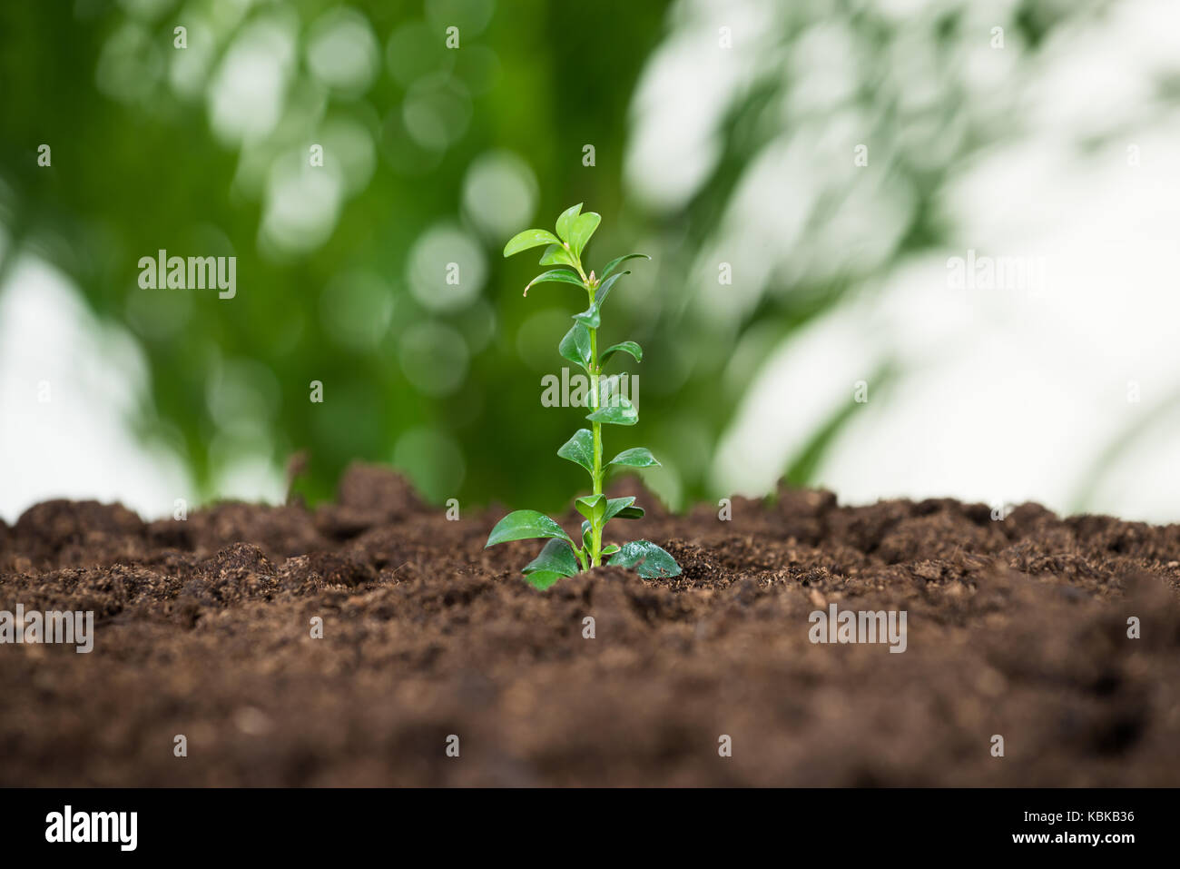 Closeup photo of plant growing on land Stock Photo - Alamy