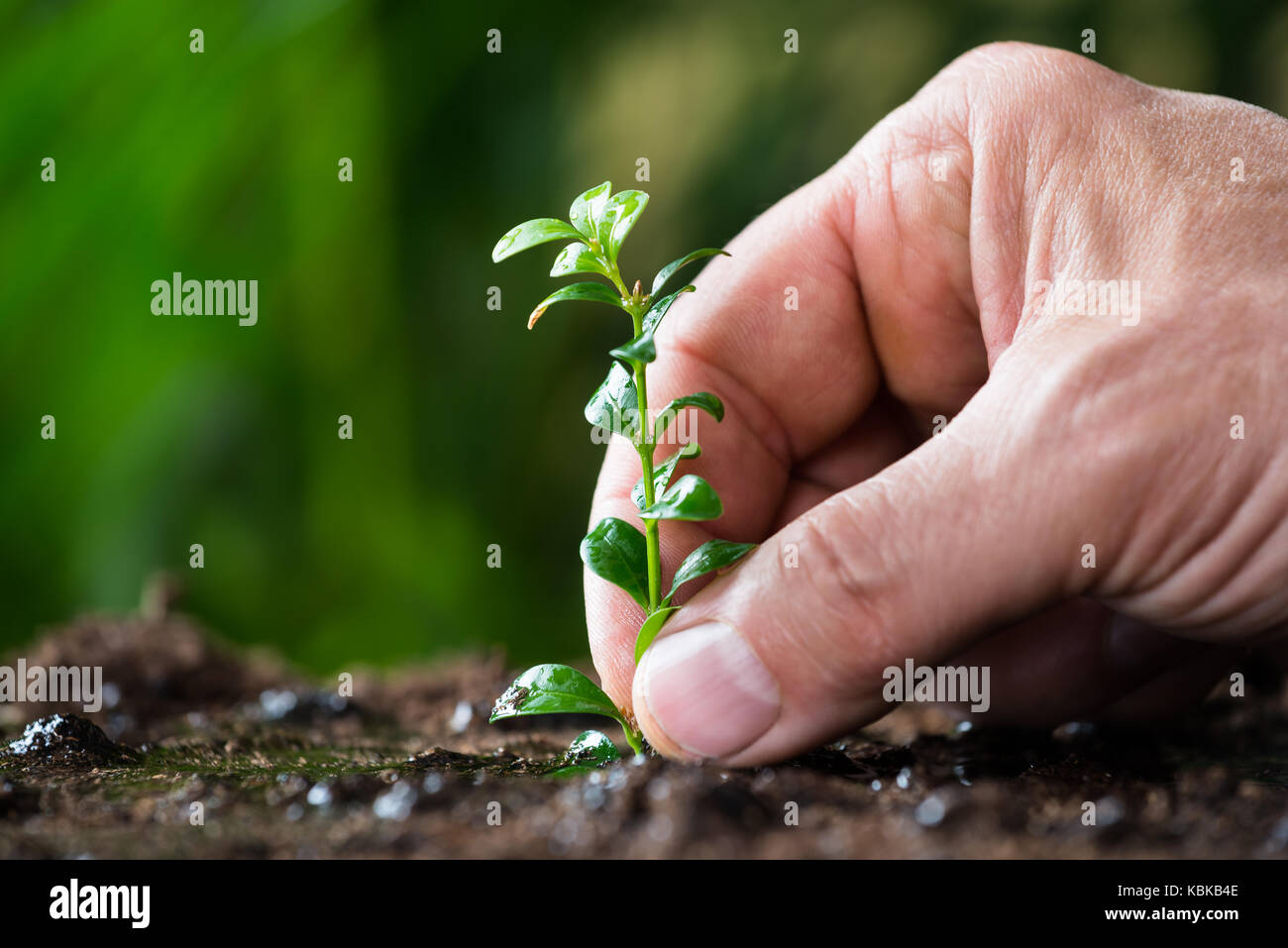 Hand planting tree ground hi-res stock photography and images - Alamy