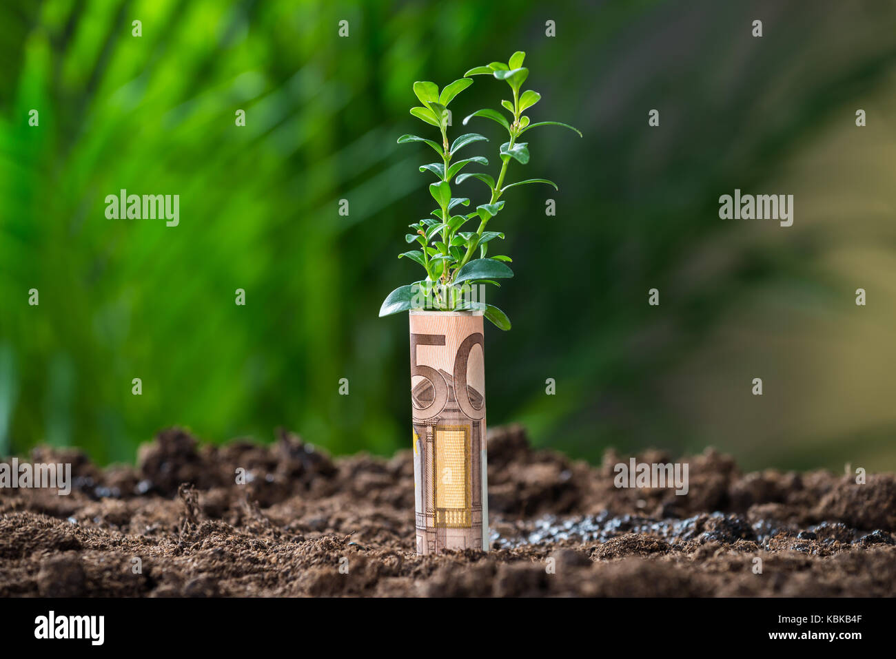 Wrapped plant hi-res stock photography and images - Alamy