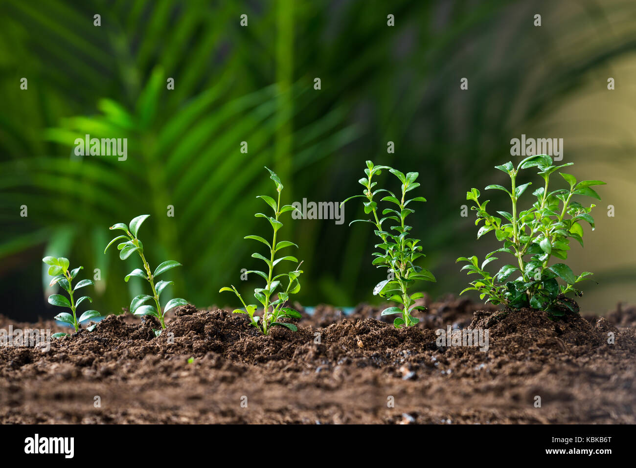 Closeup photo of plants growing on land Stock Photo - Alamy