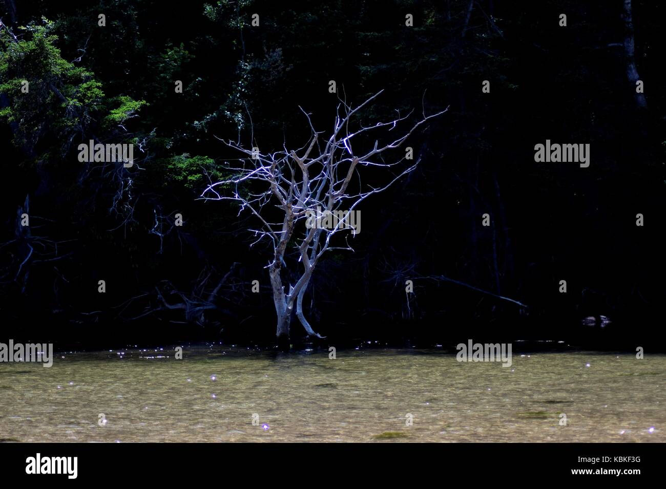 Dark tree and shadows hi-res stock photography and images - Alamy
