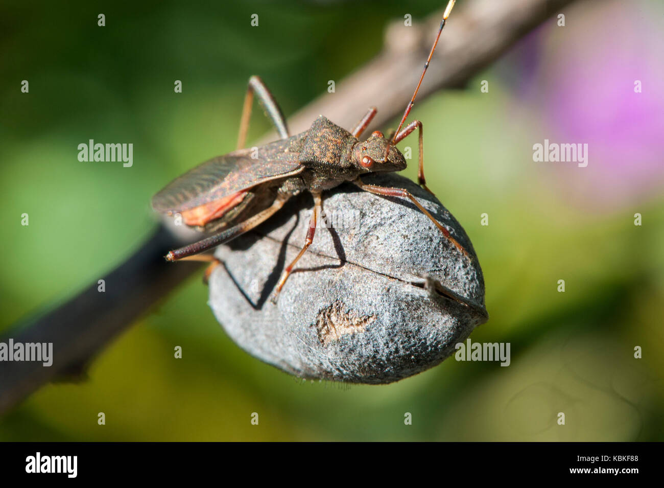 Black leaf footed bug hi-res stock photography and images - Alamy