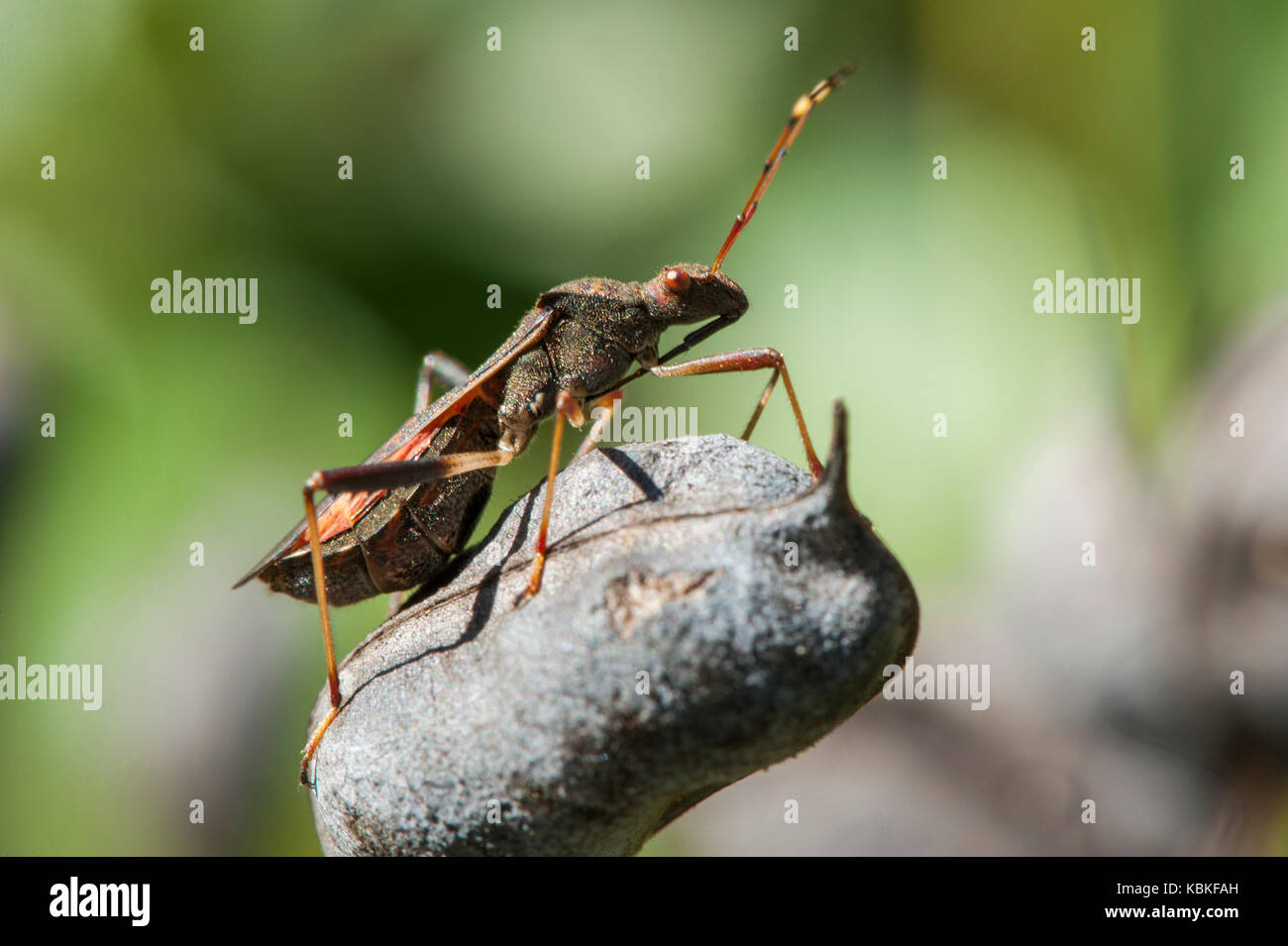 Insect mouthparts hi-res stock photography and images - Alamy
