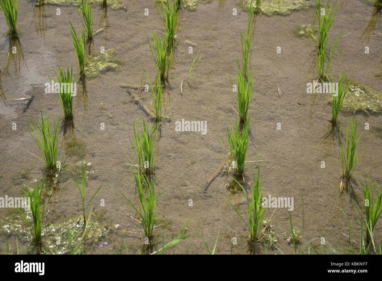 Close up of rice terraces hi-res stock photography and images - Alamy