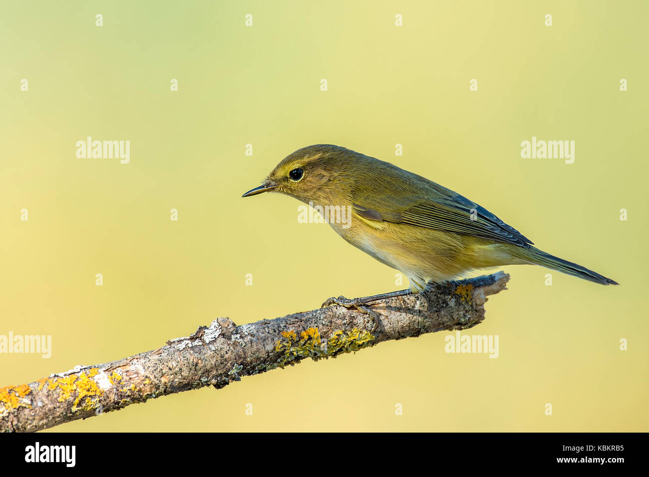 Wild chiffchaff hi-res stock photography and images - Alamy