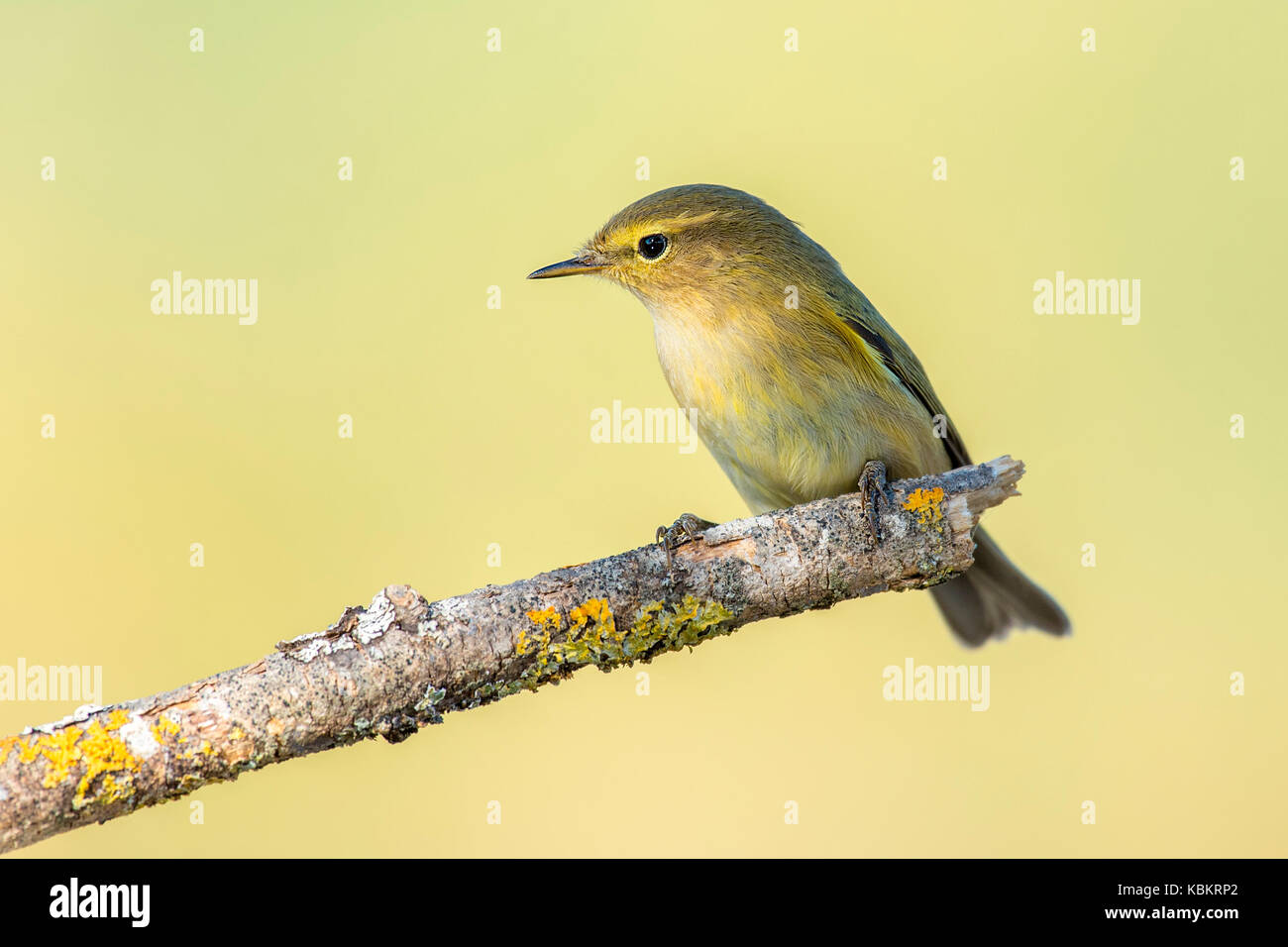 Chiffchaff hi-res stock photography and images - Alamy