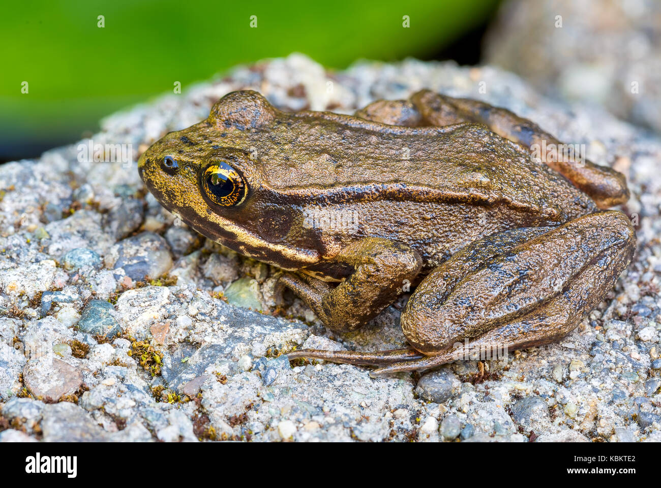 Pacific Chorus Tree Frog of the Pacific Northwest Closeup Macro Stock ...
