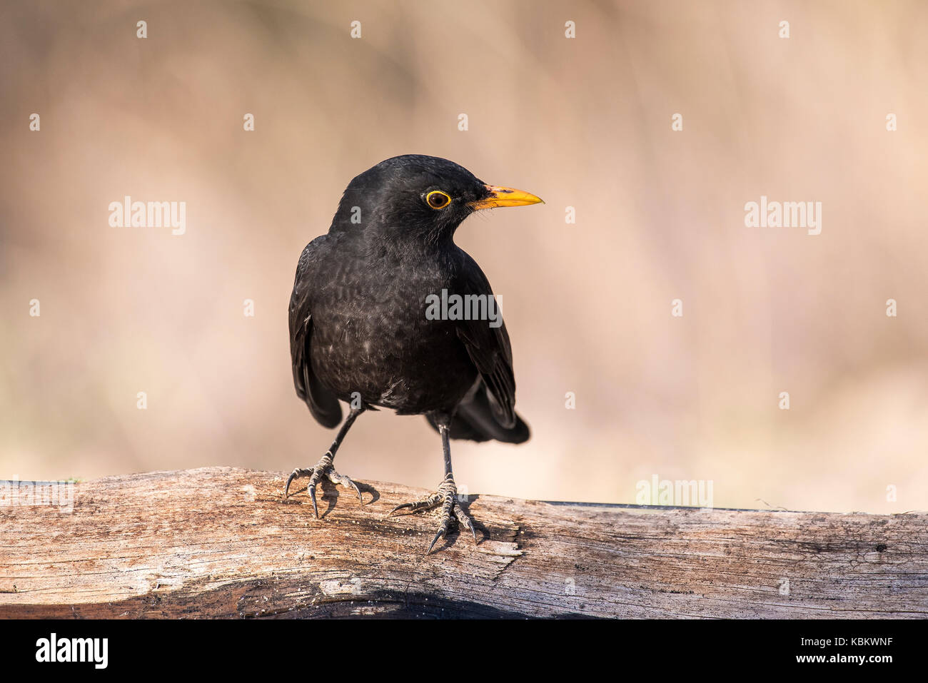 Animal bre hi-res stock photography and images - Alamy