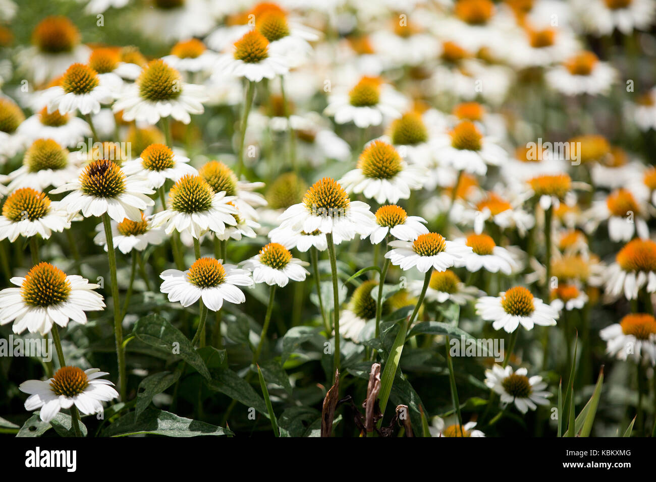 White coneflowers in garden (Echinacea purpurea) - USA Stock Photo - Alamy
