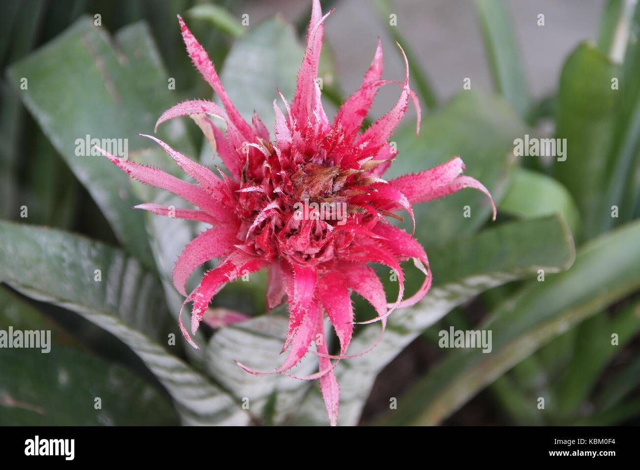 Parasitic plants hi-res stock photography and images - Alamy