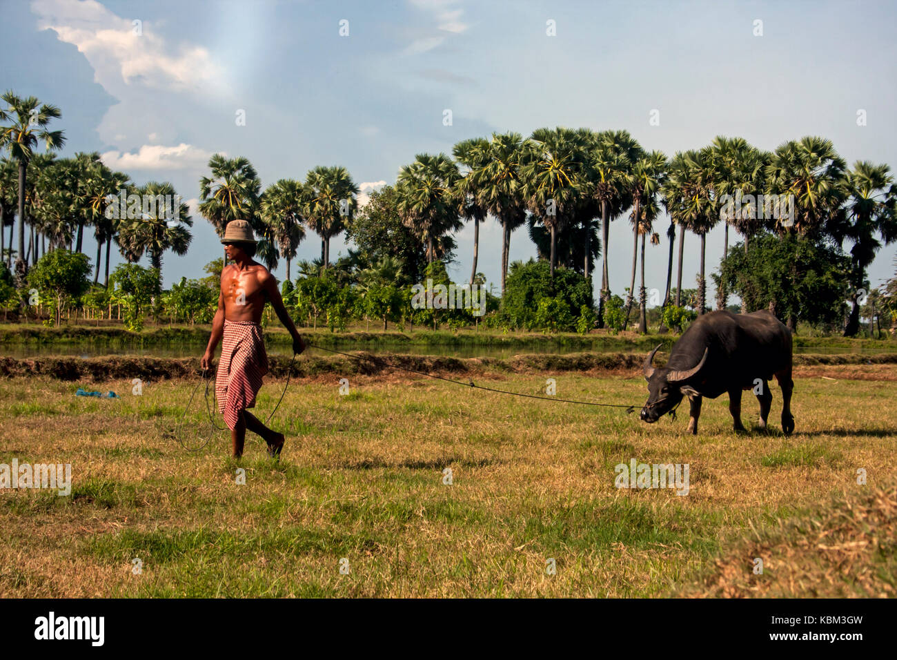 A farmer is leading a cow tied to a rope in a rice field in Kampong ...