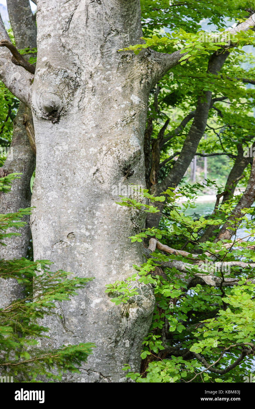 Beech Panel High Resolution Stock Photography and Images - Alamy