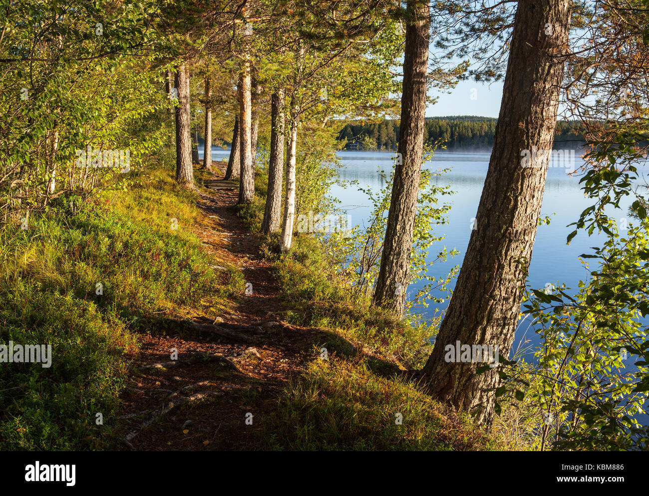 Trail, path by a lake. Pine and forest in the background Stock Photo ...