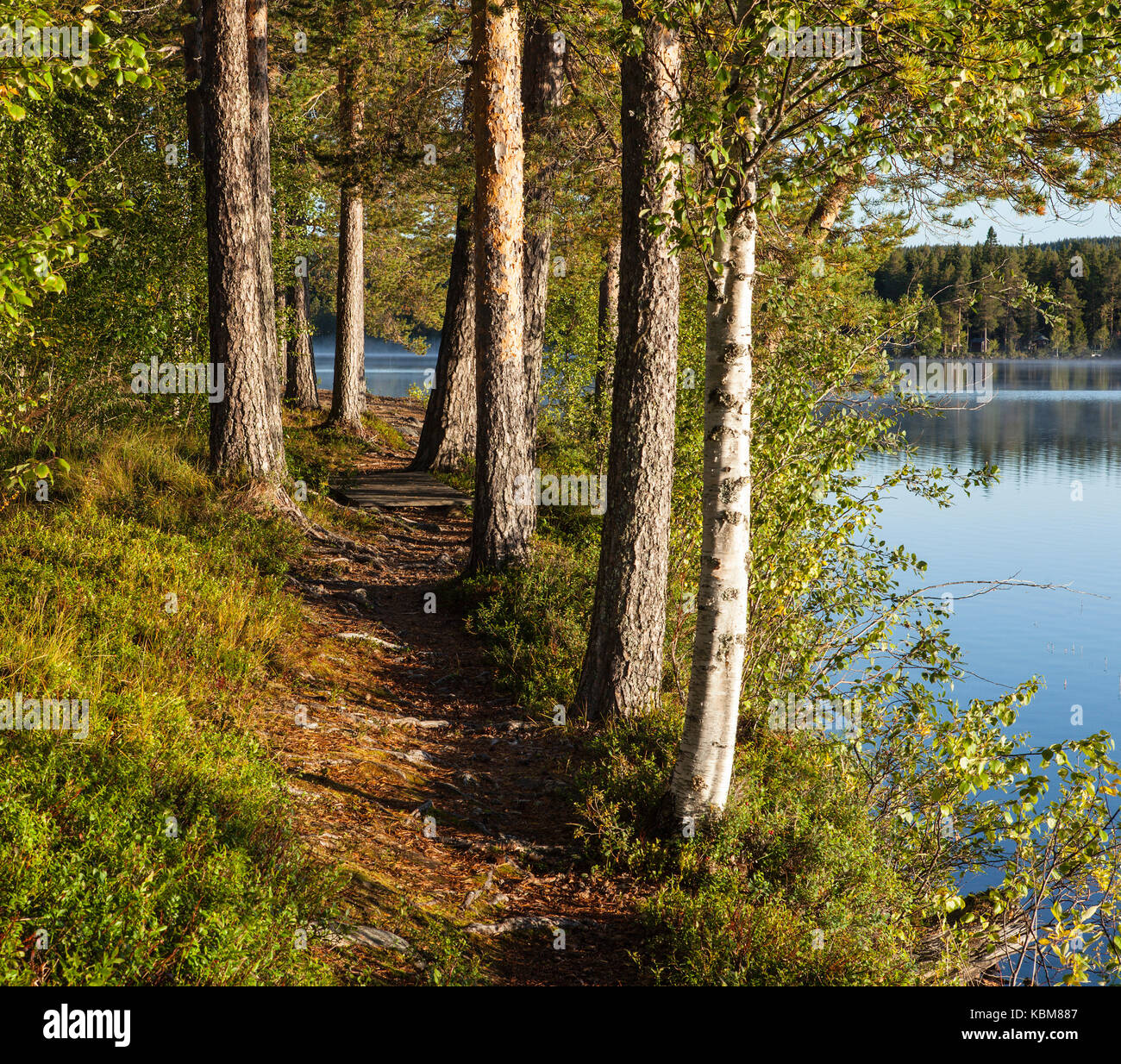 Trail, path by a lake. Pine and forest in the background Stock Photo ...