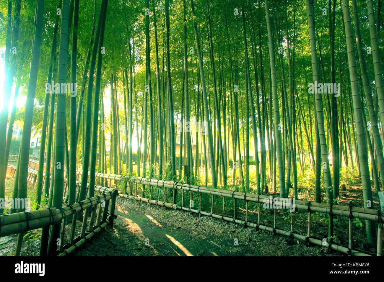 Bamboo Forest Park in Higashikurume city Western Tokyo Japan Stock ...