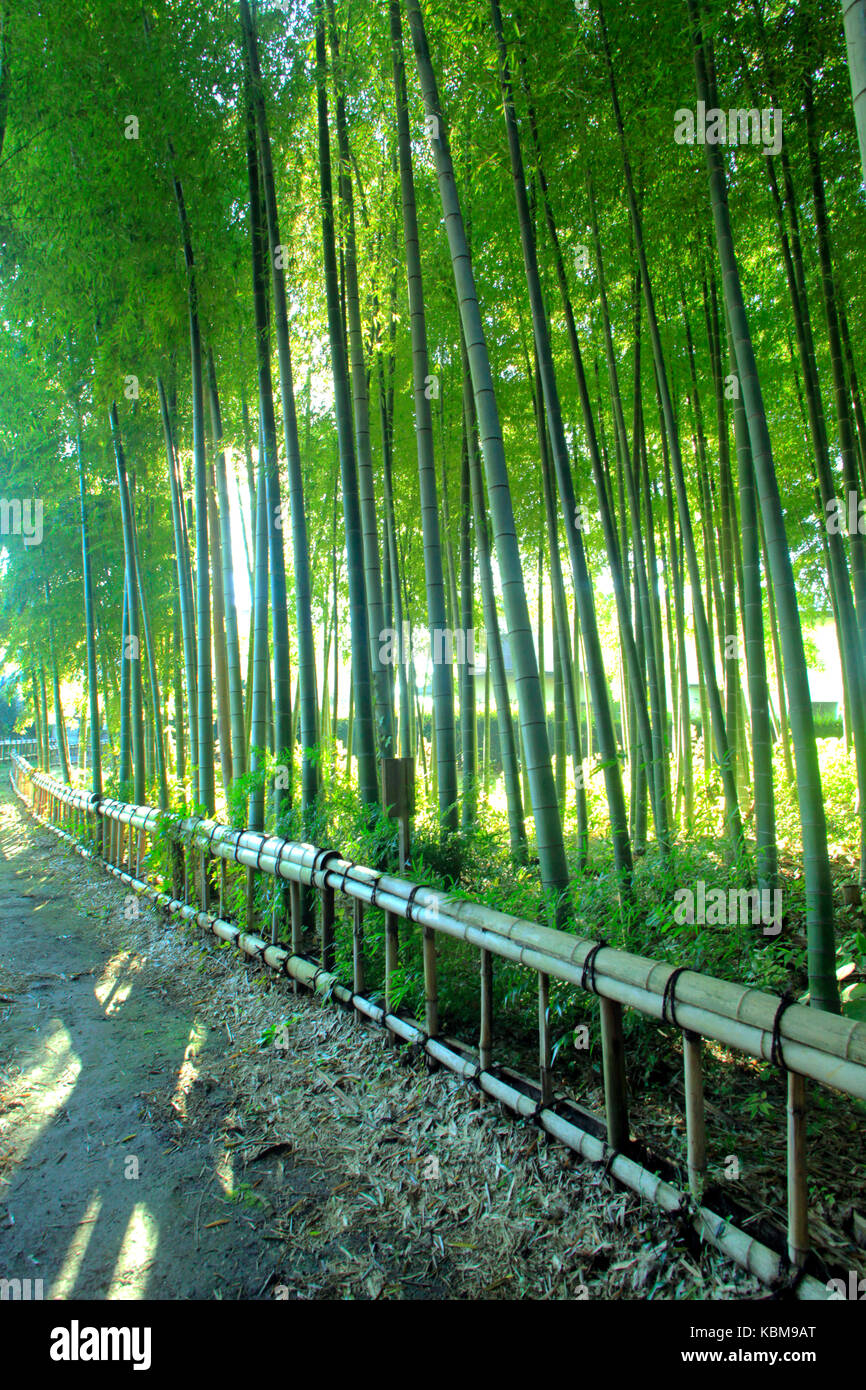 Bamboo Forest Park in Higashikurume city Western Tokyo Japan Stock ...