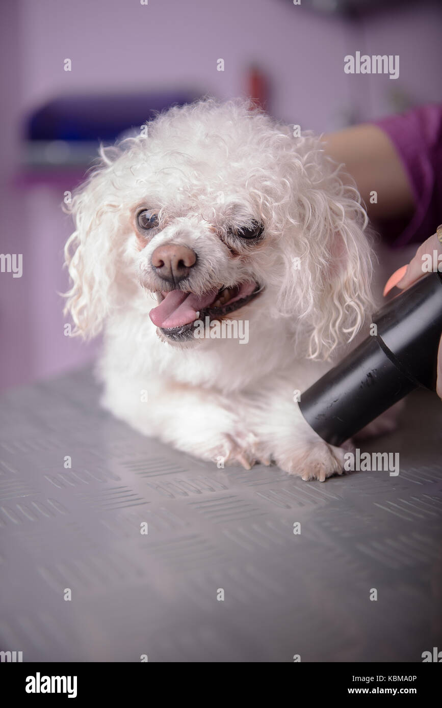 How To Care For A Poodle Puppy