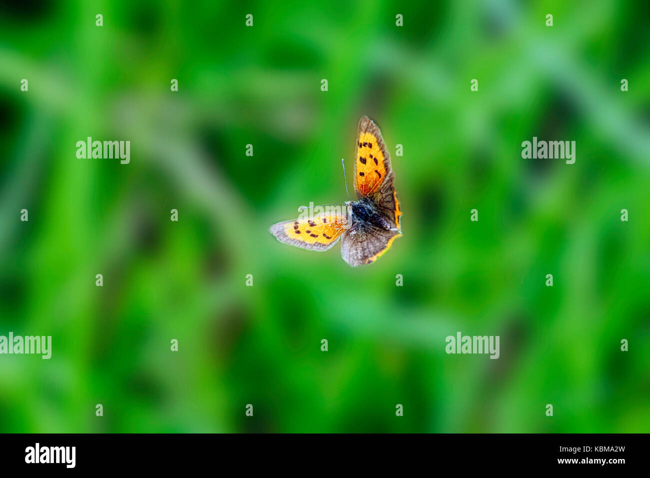 Butterfly flying wings hi-res stock photography and images - Alamy