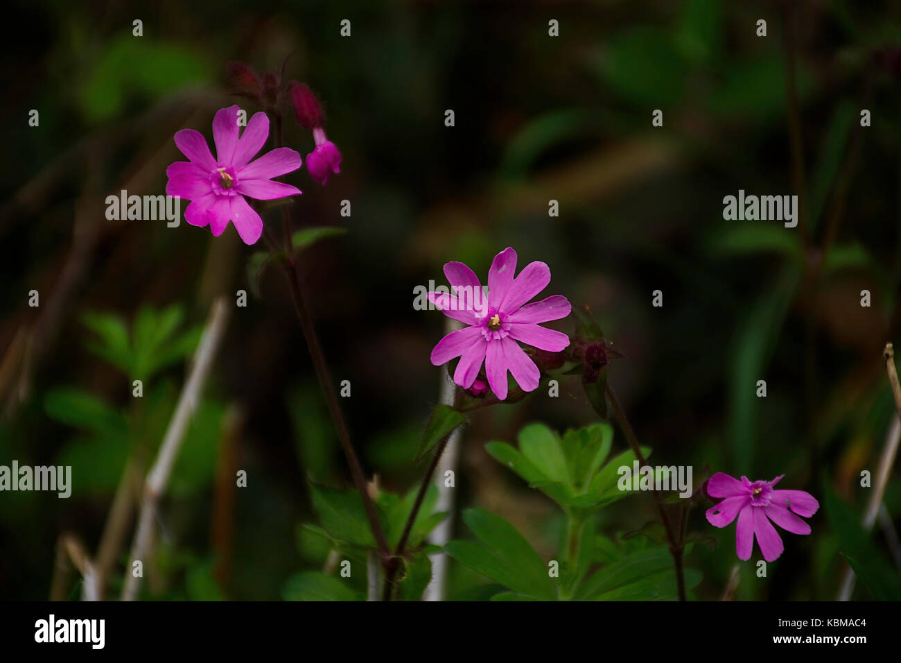 First spring flowers in dark forest of Snowdonia National Park,North ...