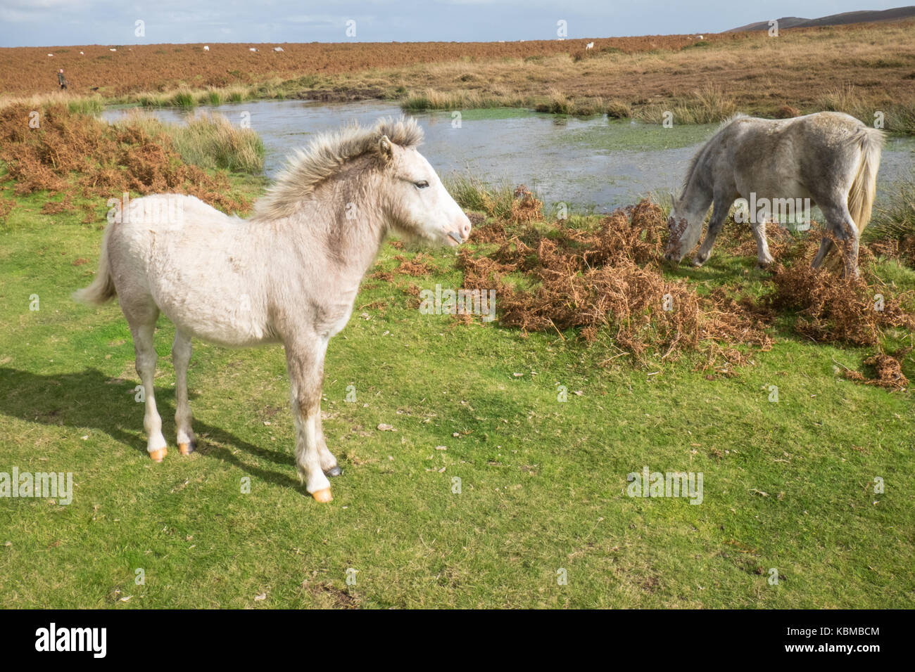 Horses,horse,pony,ponies,near,on,road,near,Arthur's Stone,Gower,Gower ...