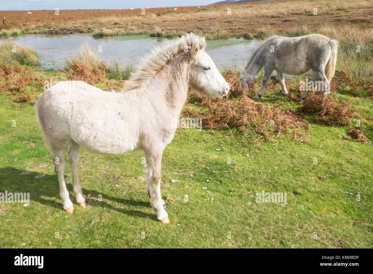 Horses,horse,pony,ponies,near,on,road,near,Arthur's Stone,Gower,Gower ...