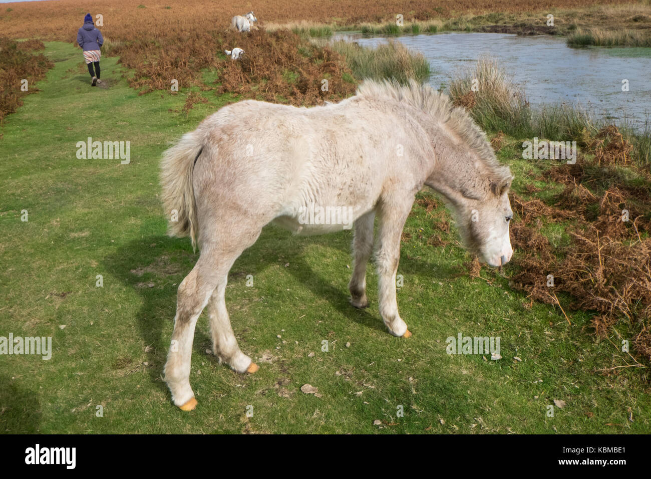 Horses,horse,pony,ponies,near,on,road,near,Arthur's Stone,Gower,Gower ...
