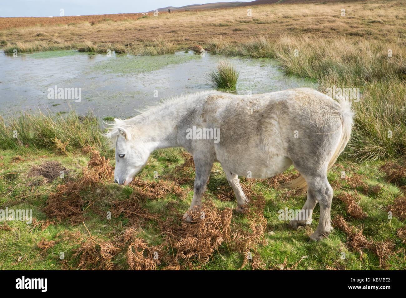 Horses,horse,pony,ponies,near,on,road,near,Arthur's Stone,Gower,Gower ...
