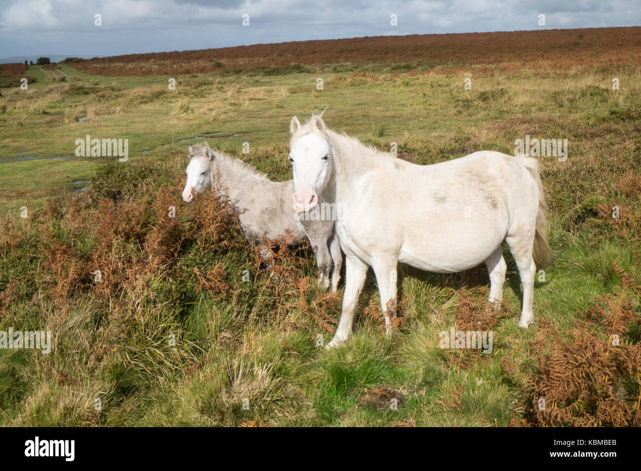 Horses,horse,pony,ponies,near,on,road,near,Arthur's Stone,Gower,Gower ...