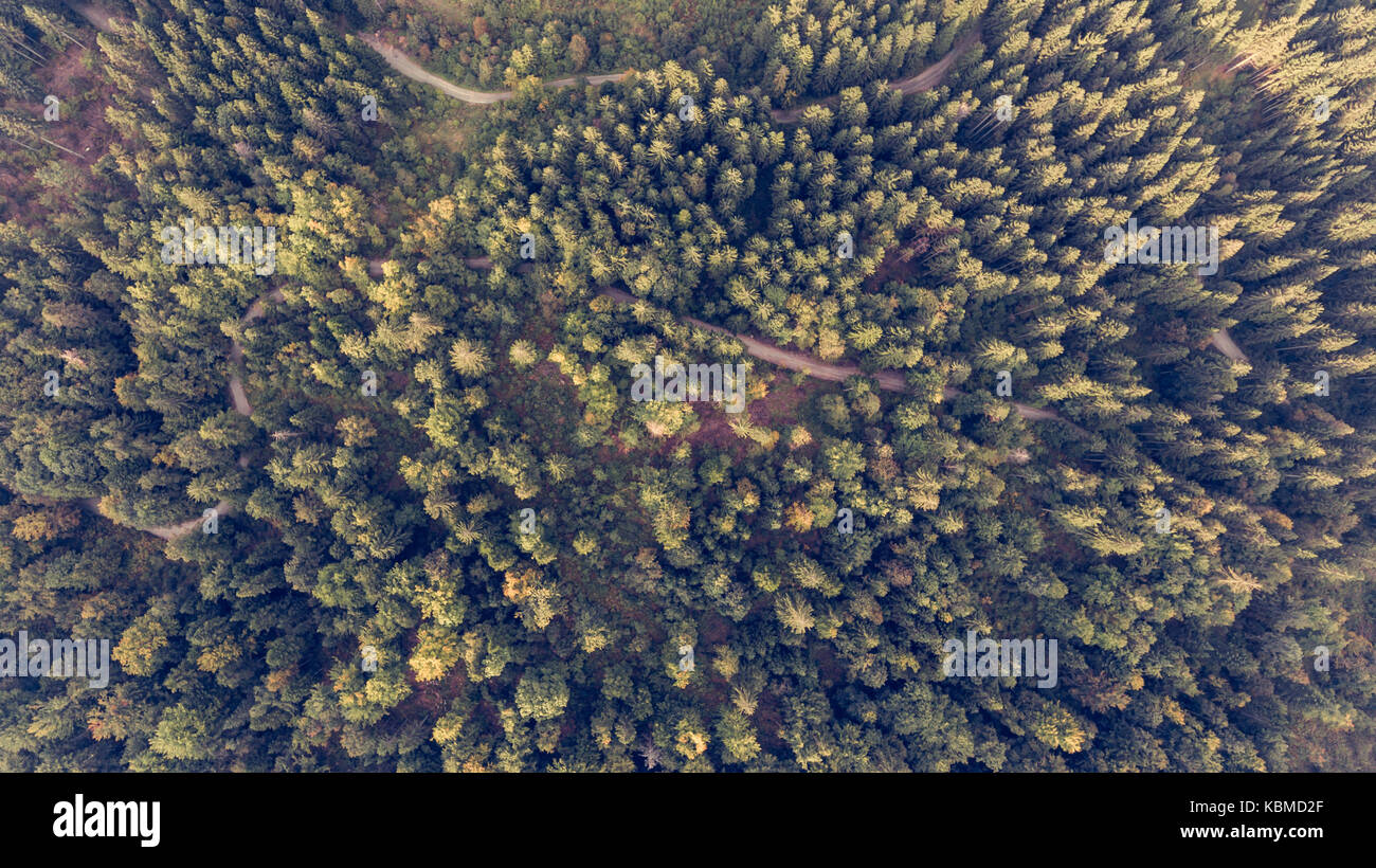 Aerial view of tree tops Stock Photo - Alamy