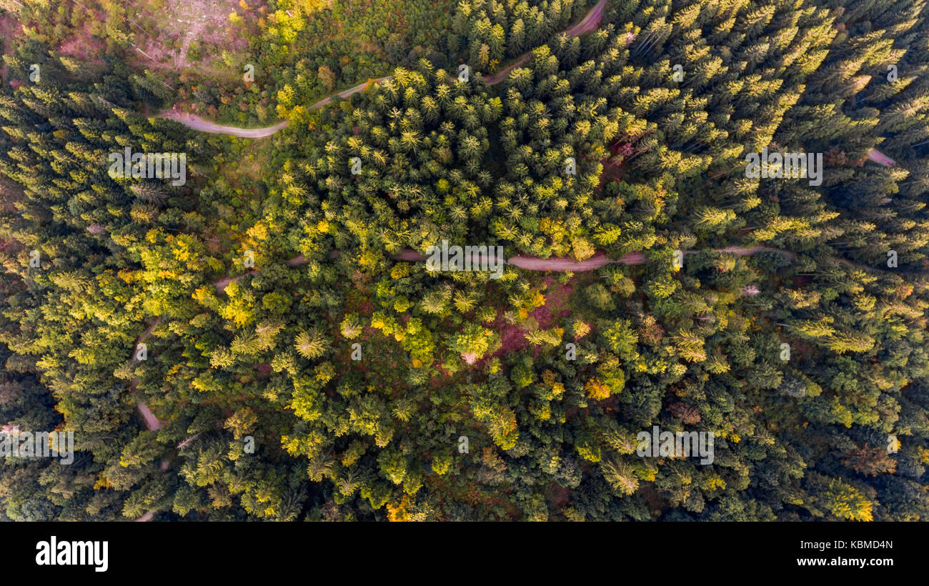 Aerial view of tree tops Stock Photo - Alamy