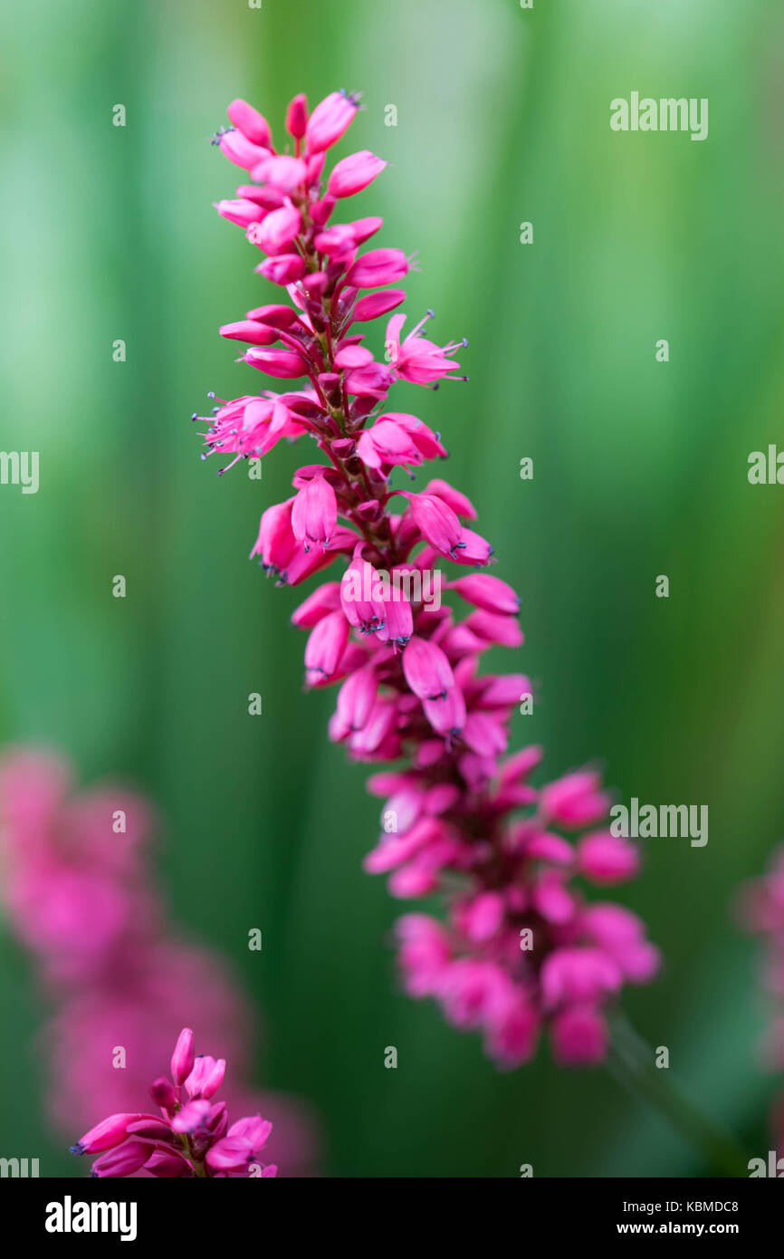 purple angelonia flowers Stock Photo - Alamy