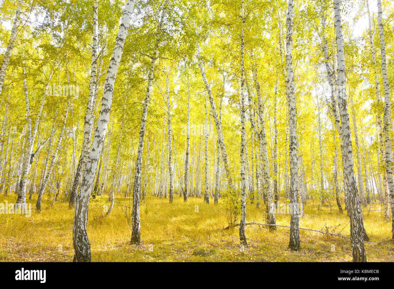 autumn birch forest Stock Photo - Alamy