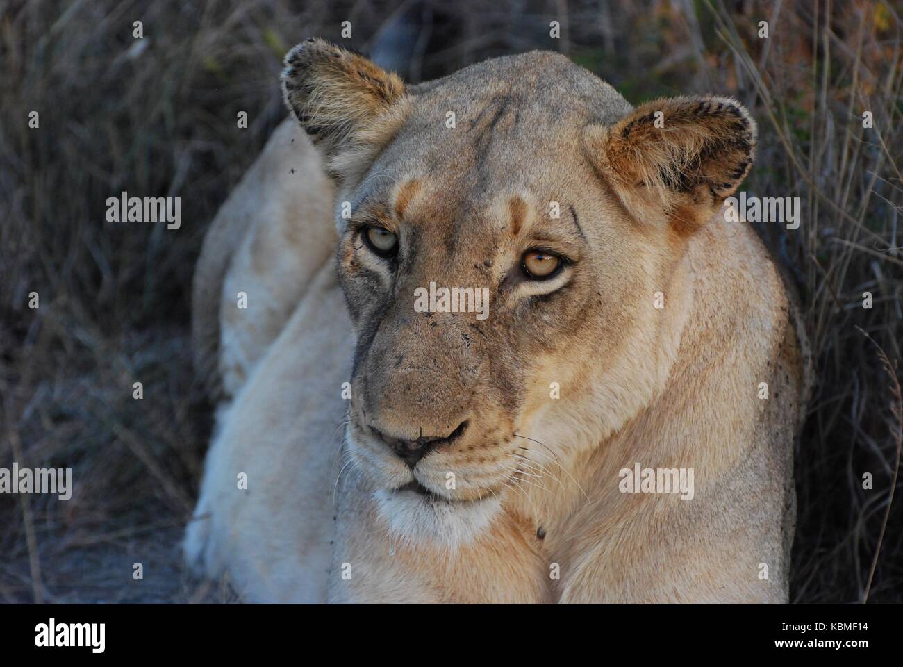 Lion simba leo roar hi-res stock photography and images - Alamy