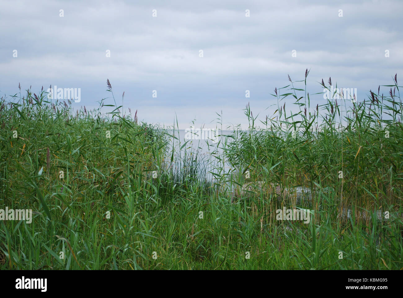 Lakeside flora hi-res stock photography and images - Alamy