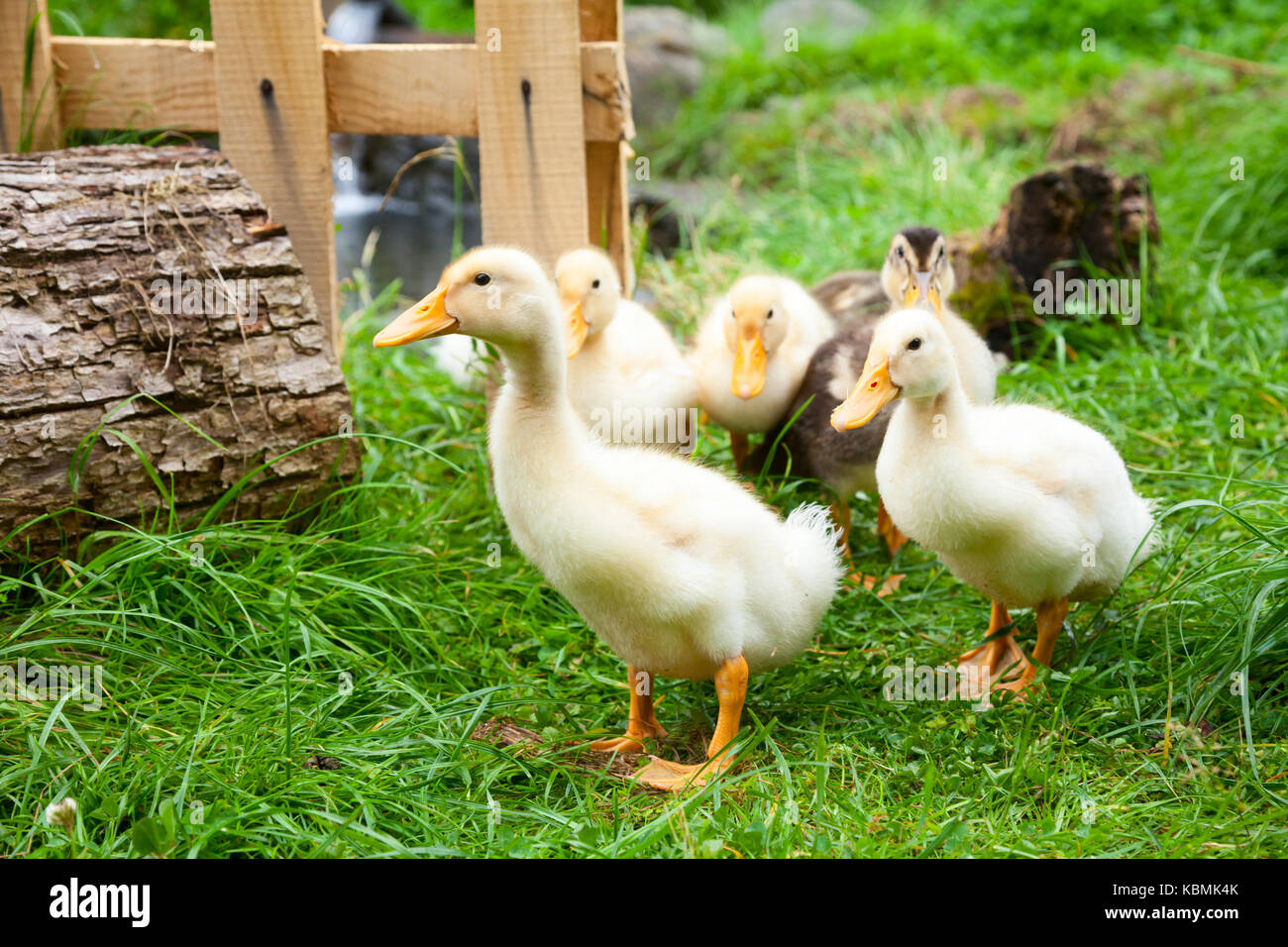 Cute fluffy goslings at a farm Stock Photo - Alamy
