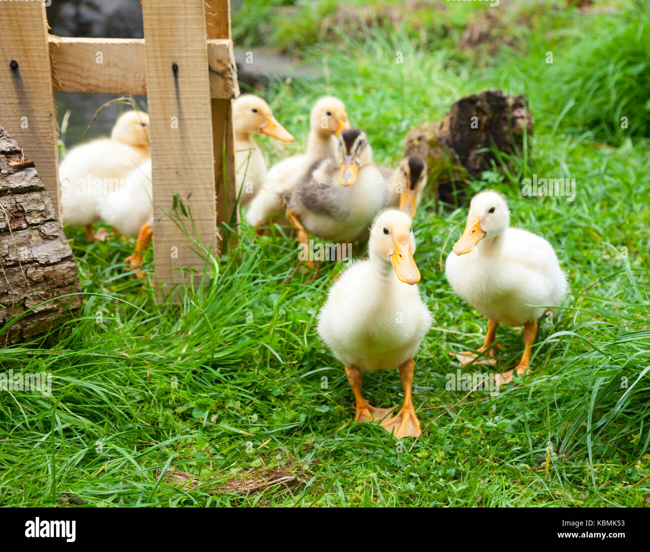 Cute fluffy goslings at a farm Stock Photo - Alamy