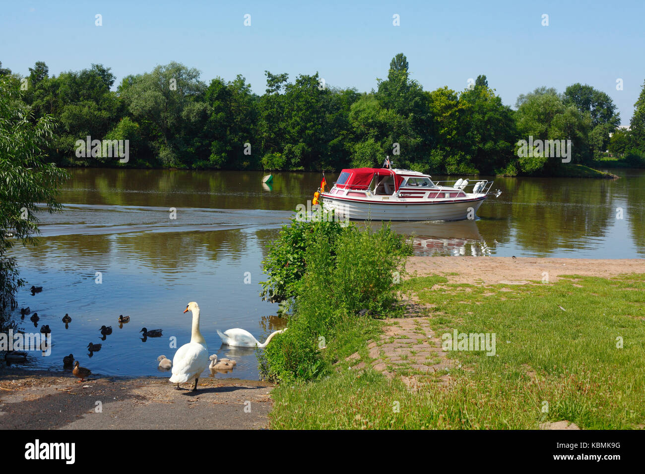 River Main with swan and motorboat, Aschaffenburg, Franconia, Bavaria ...