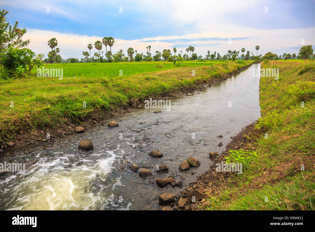 Water Is Flowing in a Channel through Green Rice Field Stock Photo - Alamy