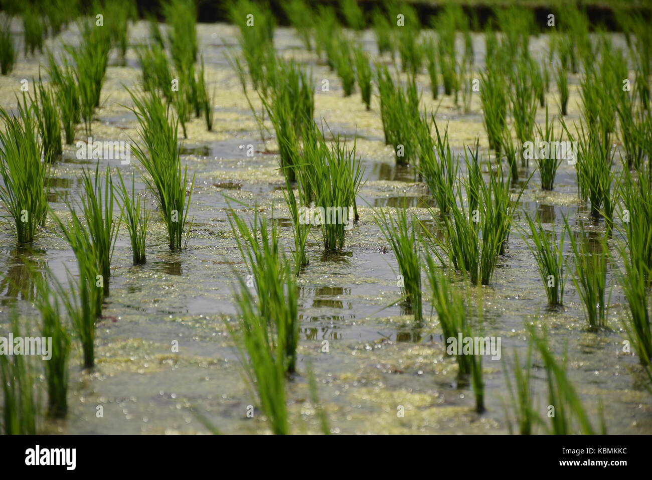 Close up of rice terraces hi-res stock photography and images - Alamy