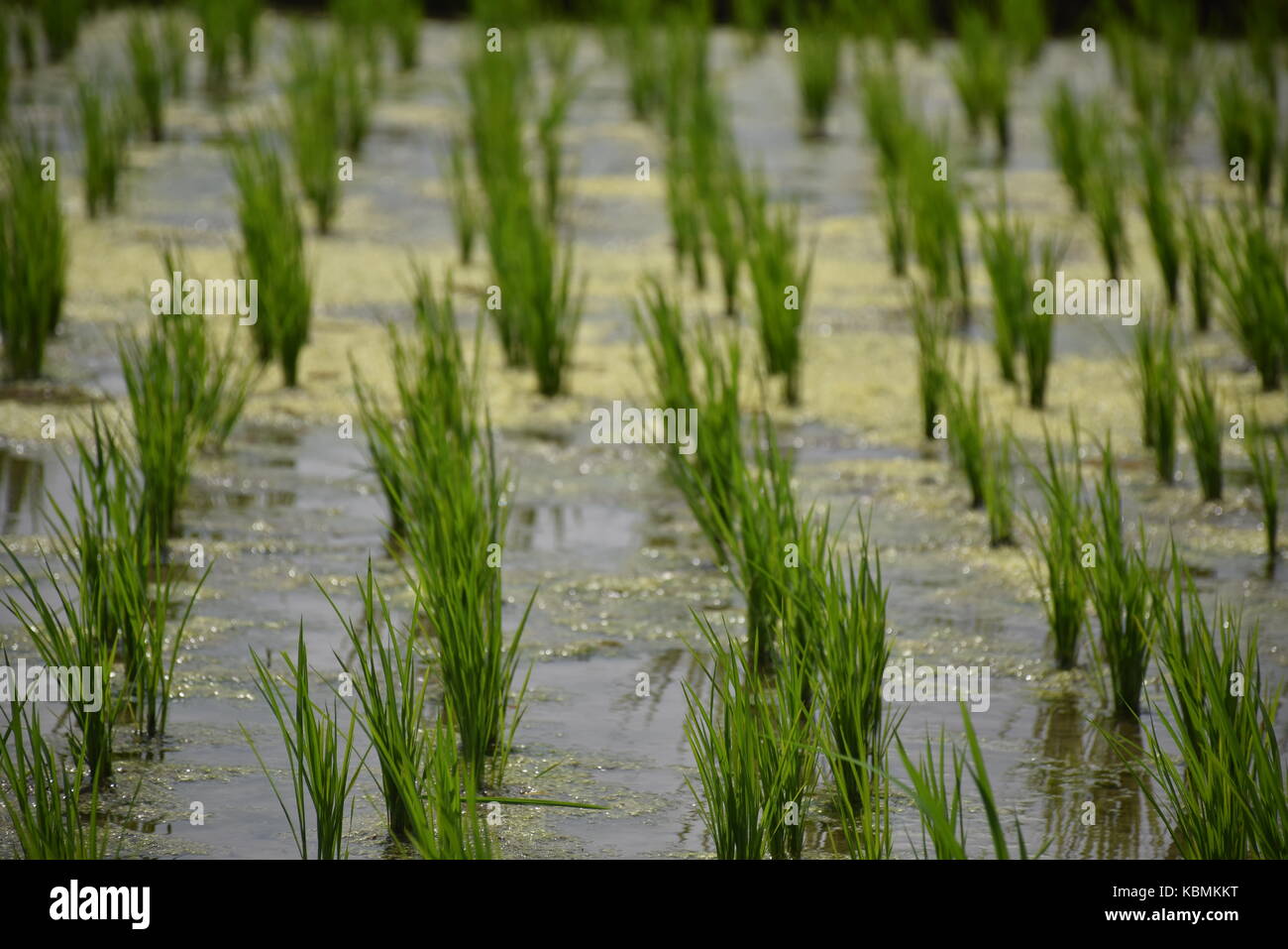 Close up of rice plants inside Jatiluwih rice terraces in Bali ...