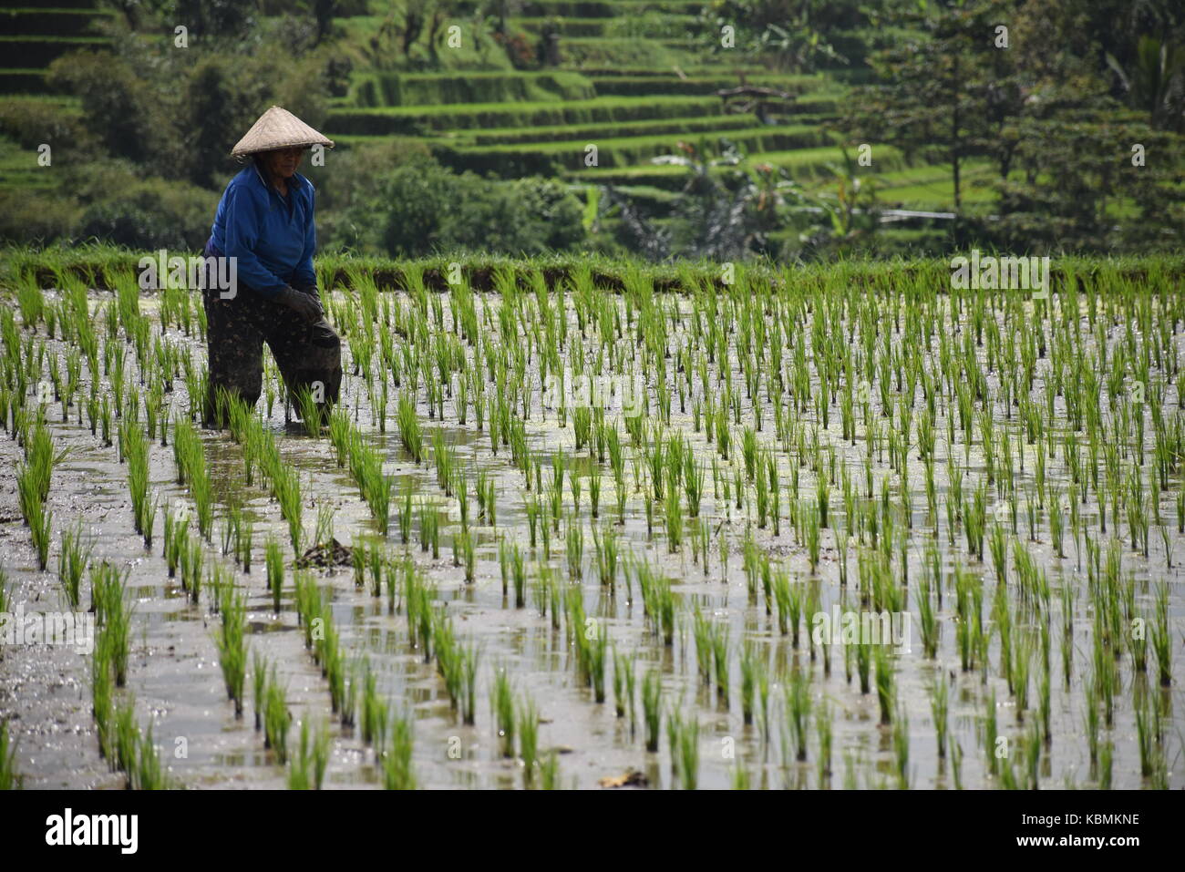 Balinese farmer working inside Jatiluwih rice terraces in Bali ...