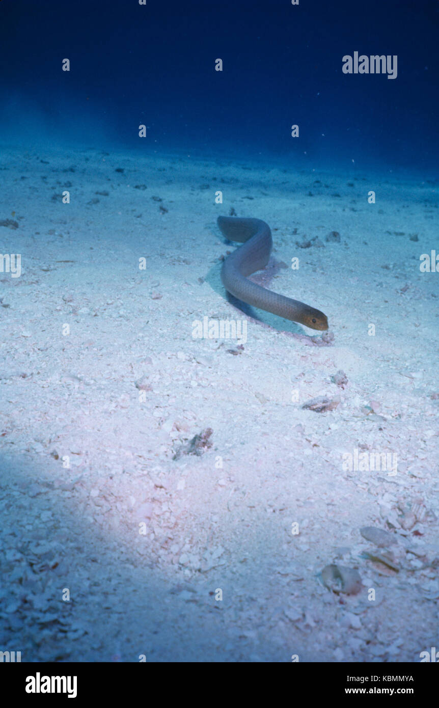 Olive sea snake (Aipysurus laevis), swimming over sandy ocean floor ...